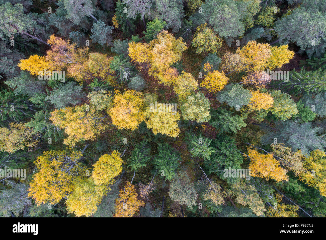Aerial view fall foliage hi-res stock photography and images - Alamy