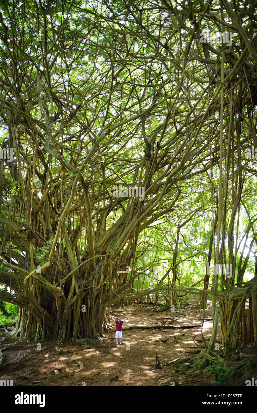 Male tourist admiring giant banyan tree on Hawaii. Branches and hanging ...