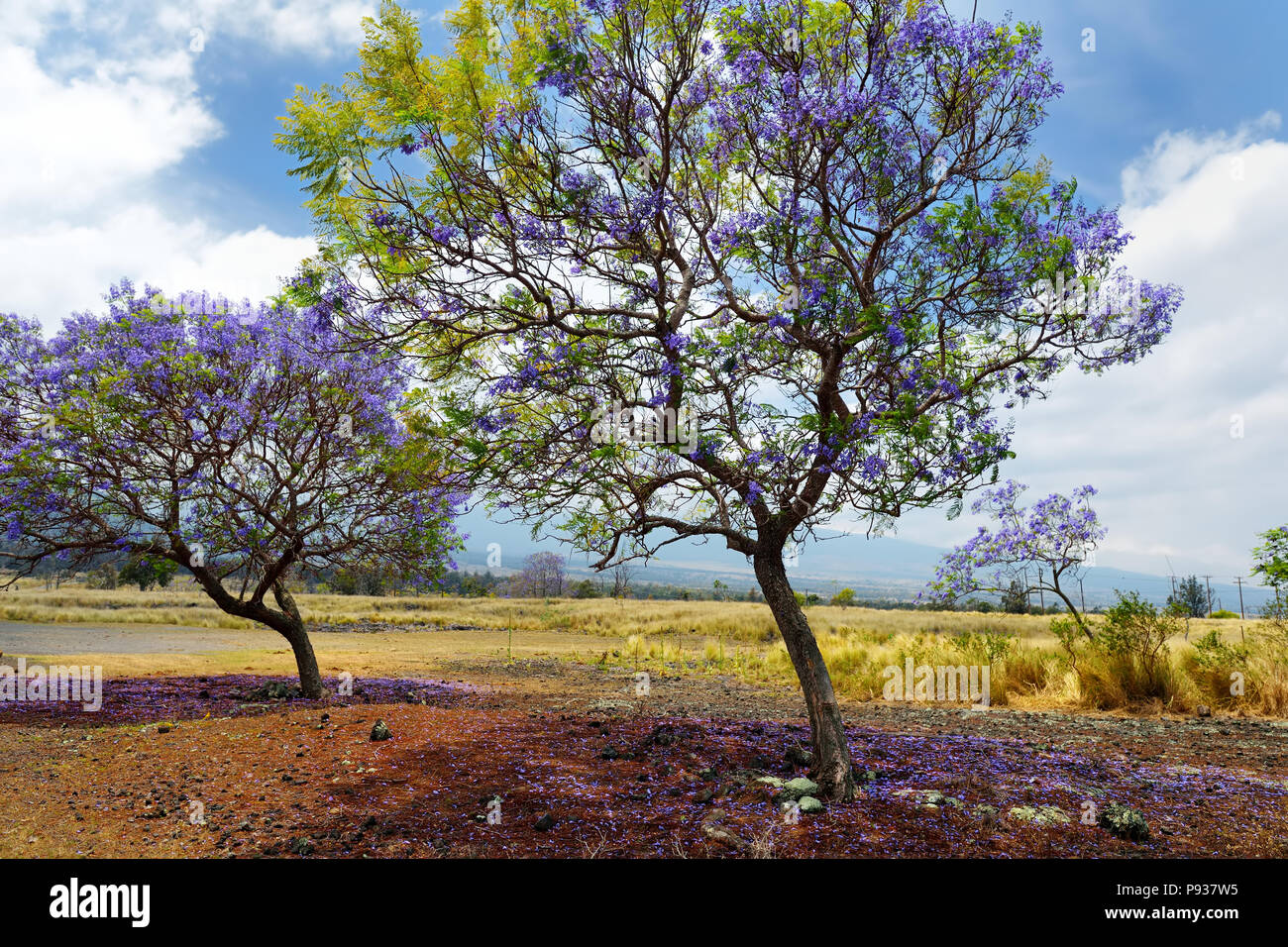 Beautiful purple jacaranda trees flowering along the roads of Maui ...