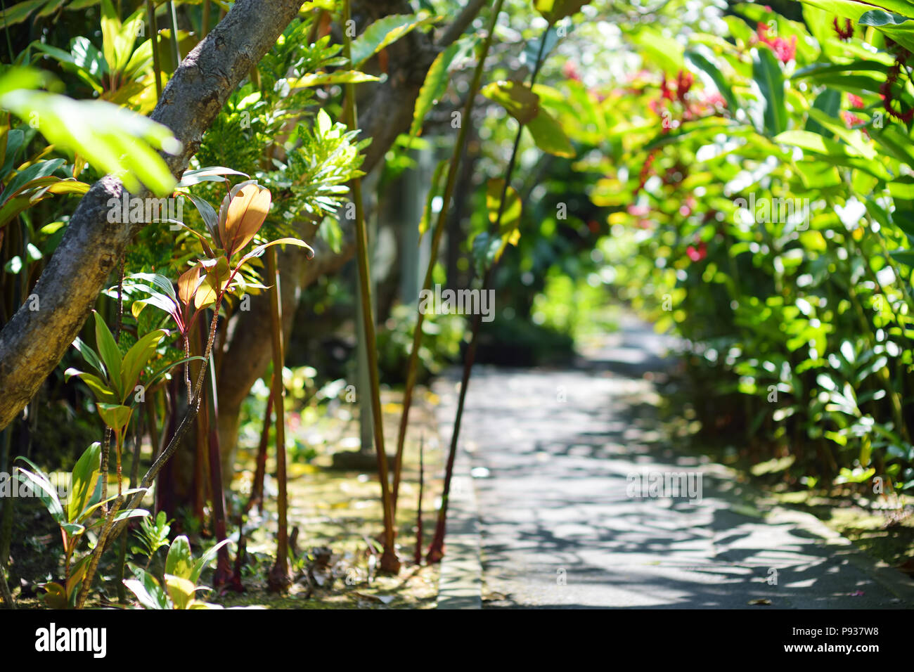 Rank vegetation hi-res stock photography and images - Alamy