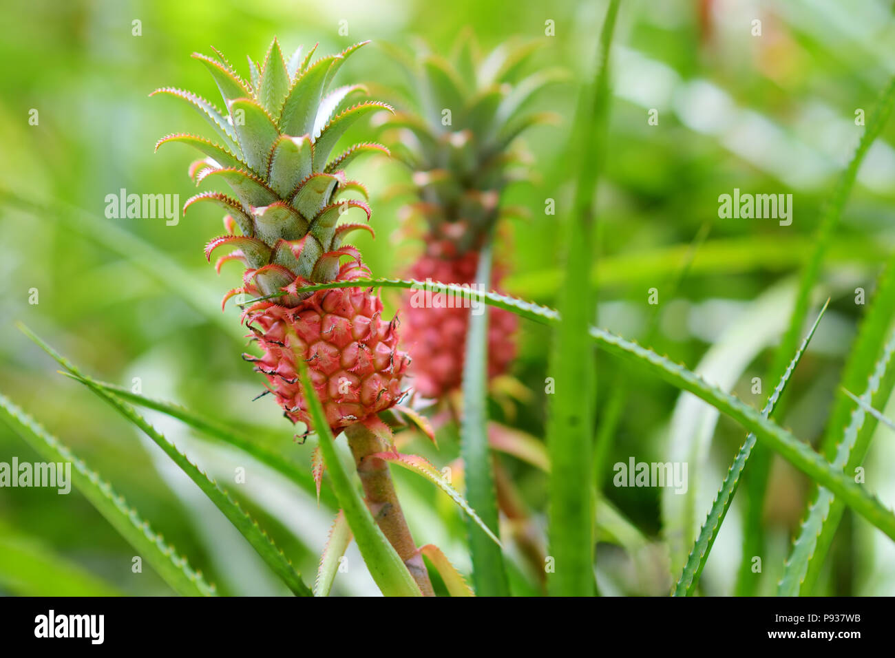 Beautiful dwarf pineapple in natural environment in Tropical Botanical ...