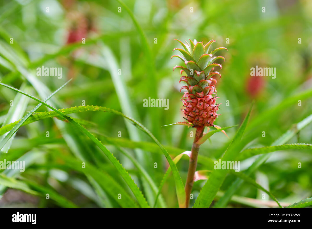 Dwarf fern tree hi-res stock photography and images - Alamy