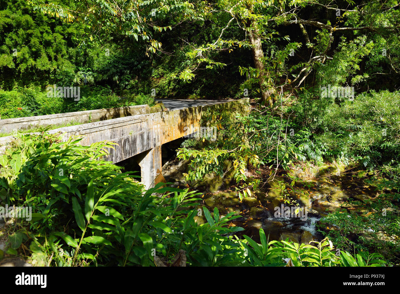 Famous Road to Hana fraught with narrow one-lane bridges, hairpin turns ...
