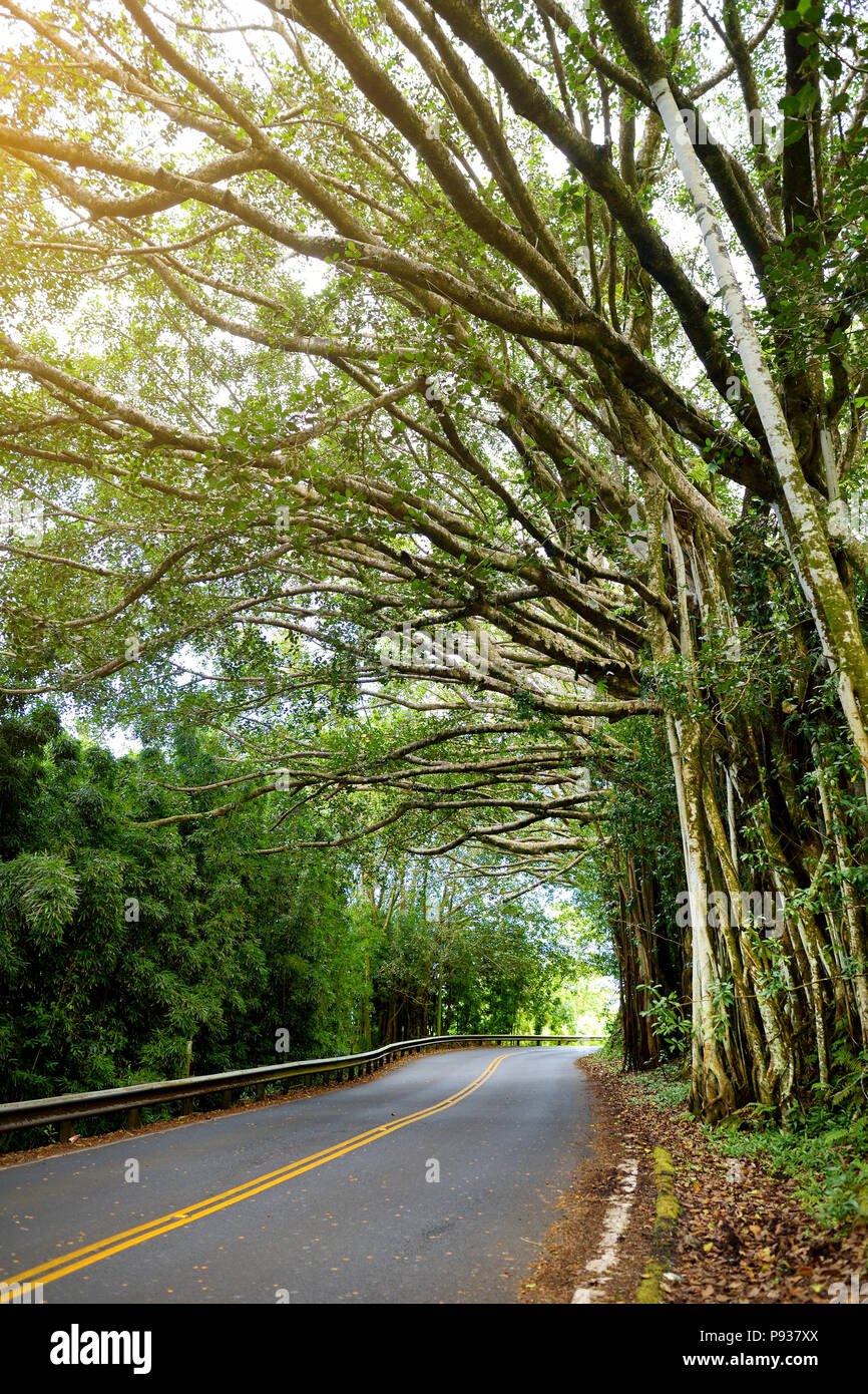 Famous Road to Hana fraught with narrow one-lane bridges, hairpin turns ...