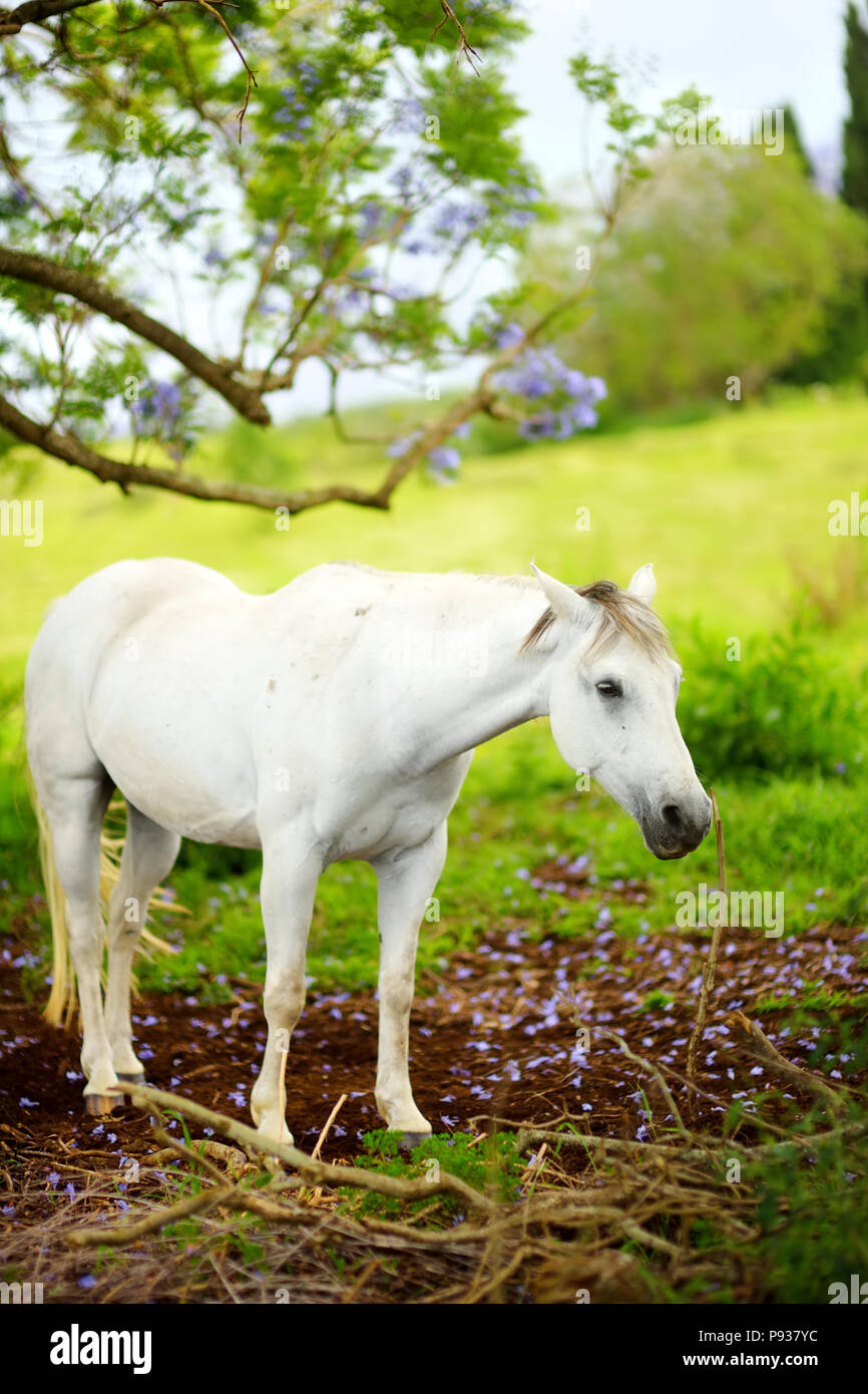 Jacaranda mimosifolia animal hi-res stock photography and images - Alamy