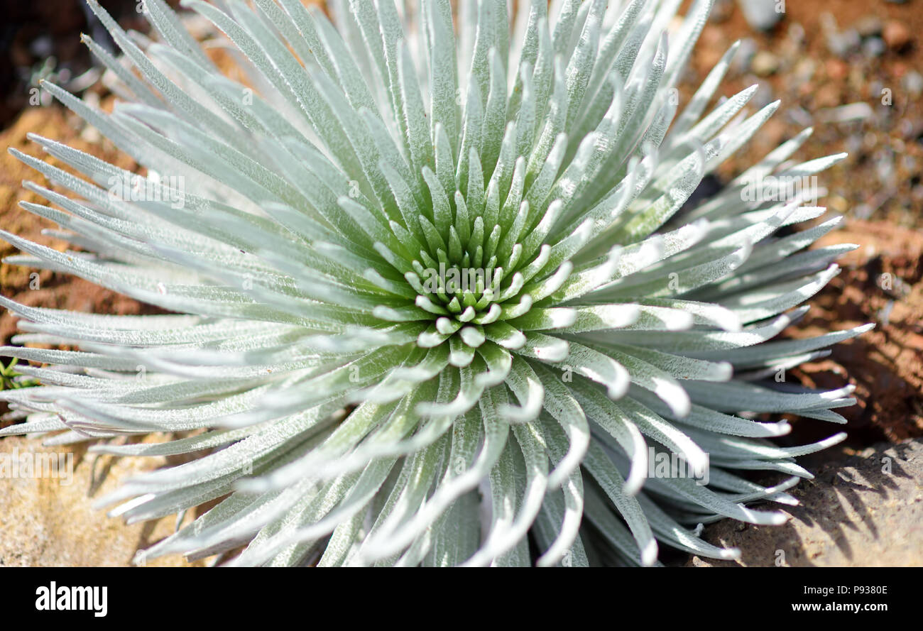 Silver sword plant maui High Resolution Stock Photography and Images ...