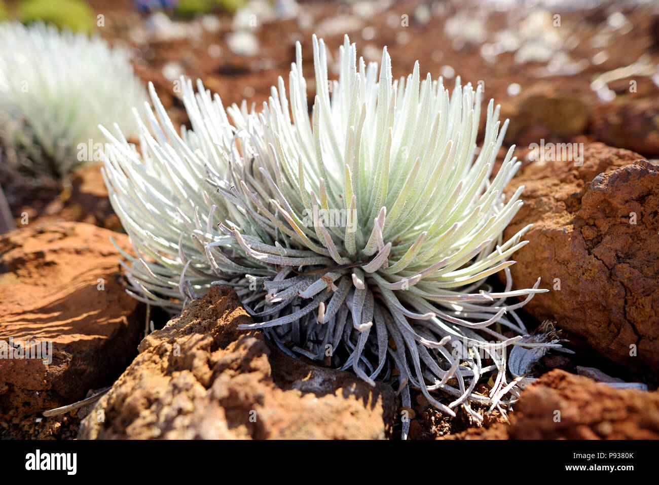 What Plants Are Endemic To Hawaii at Douglas Hammond blog