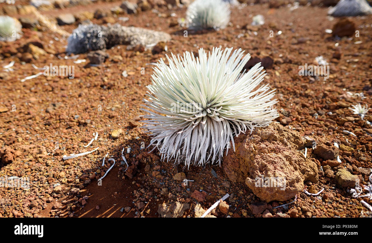 Silver sword plant maui hi-res stock photography and images - Alamy
