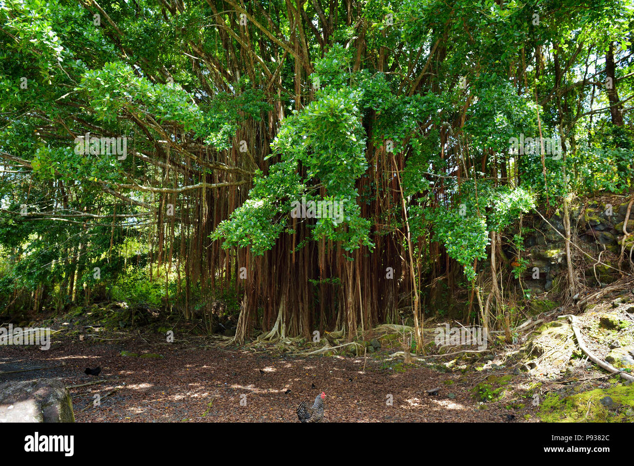 Branches and hanging roots of giant banyan tree on the Big Island of ...