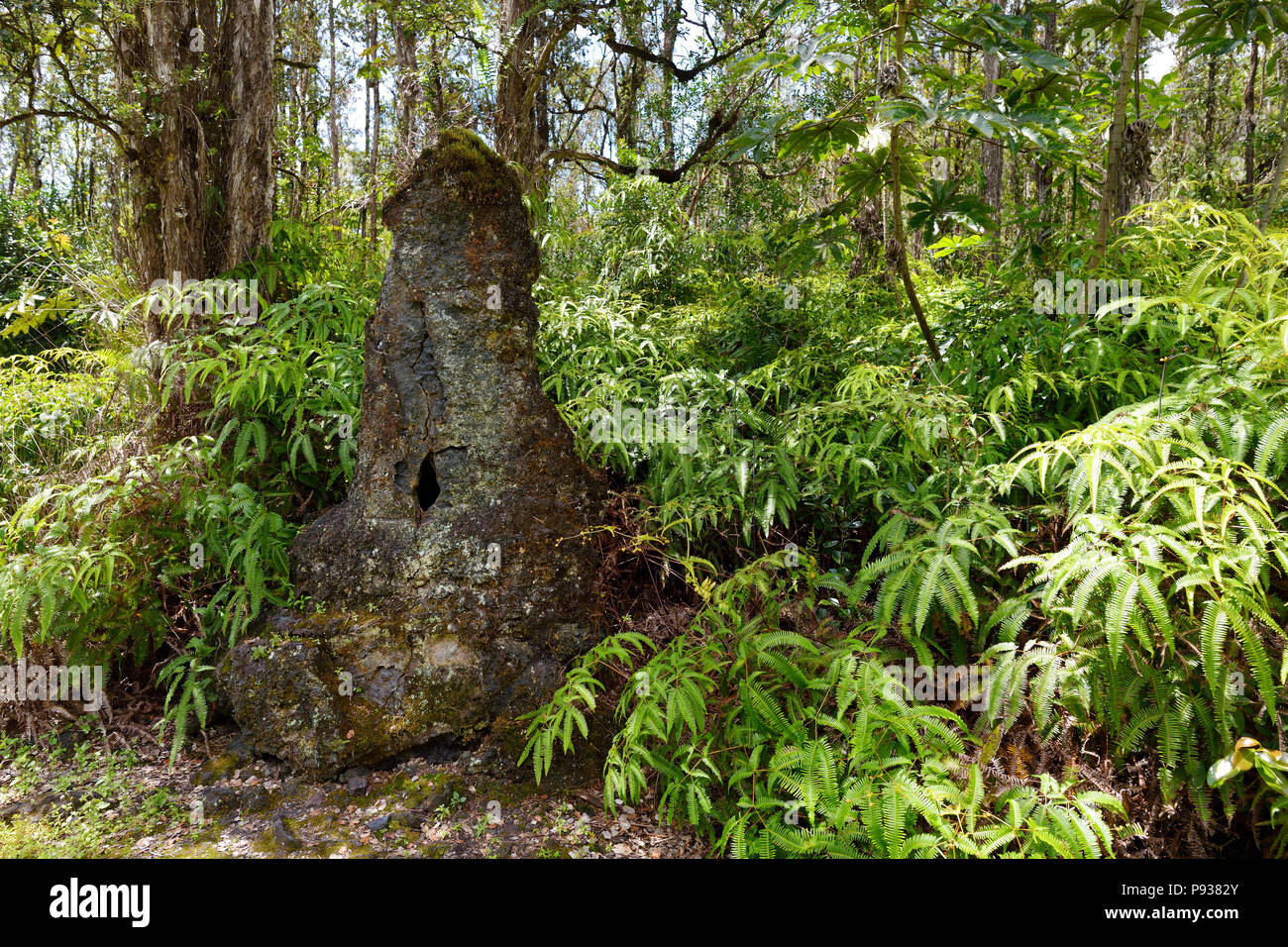 Lava molds of the tree trunks that were formed when a lava flow swept ...