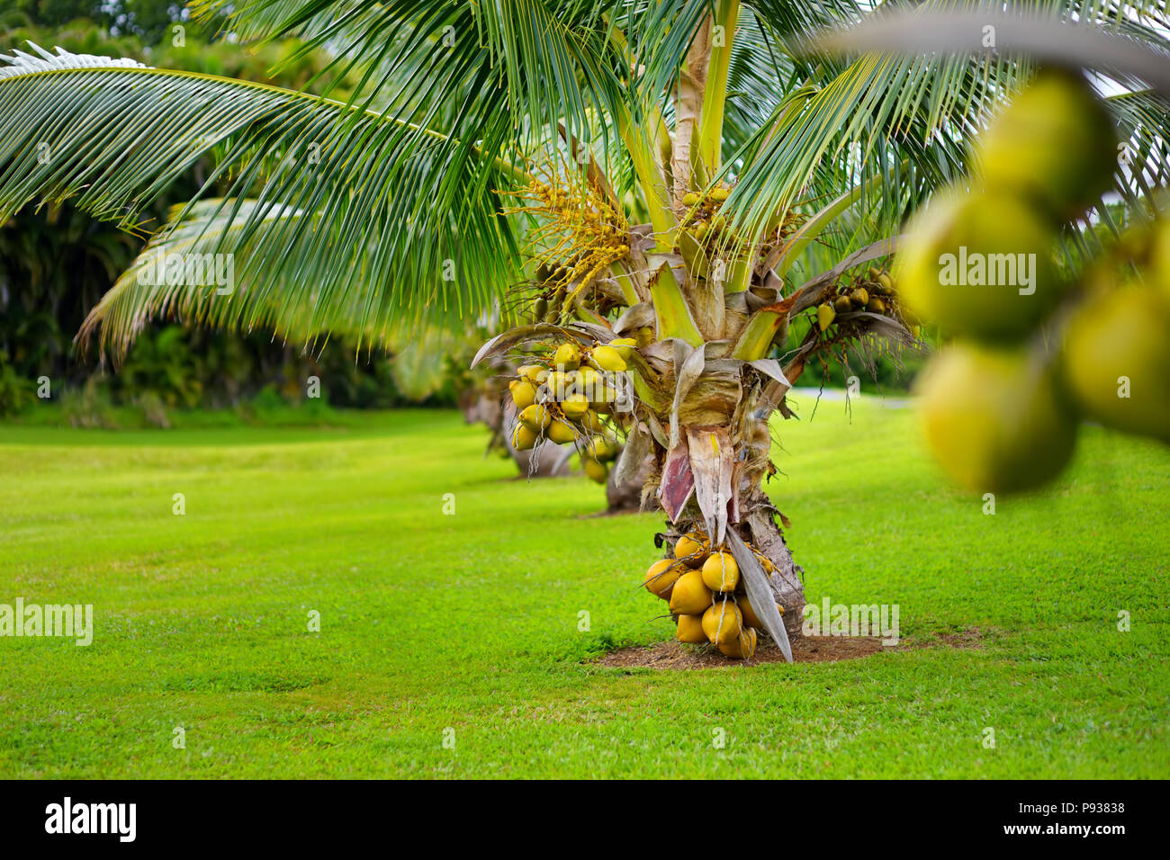 Big coconut plantation hi-res stock photography and images - Alamy