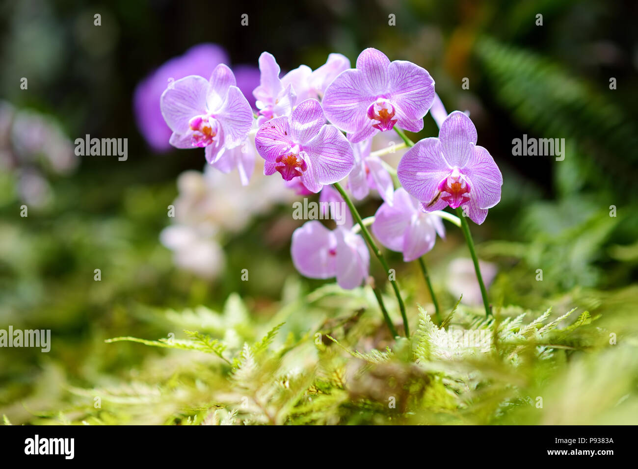 Beautiful orchids in natural environment in Tropical Botanical Garden ...