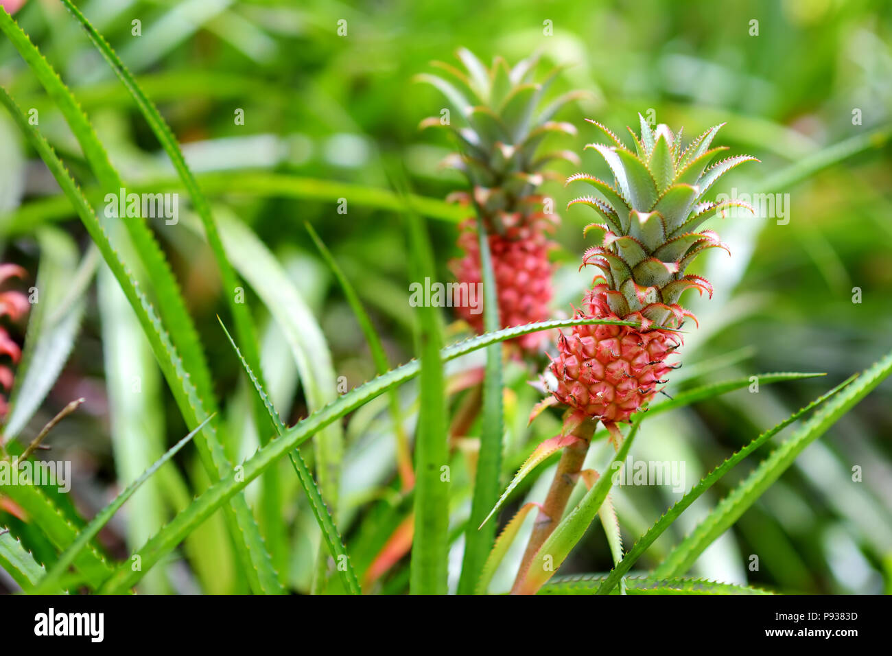 Beautiful dwarf pineapple in natural environment in Tropical Botanical ...