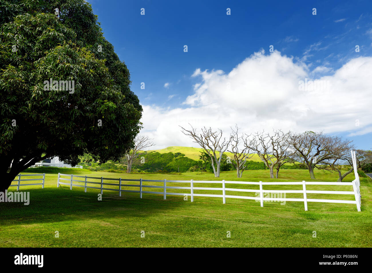 Giant mango tree near white fence. Beautiful landscape of south side of ...