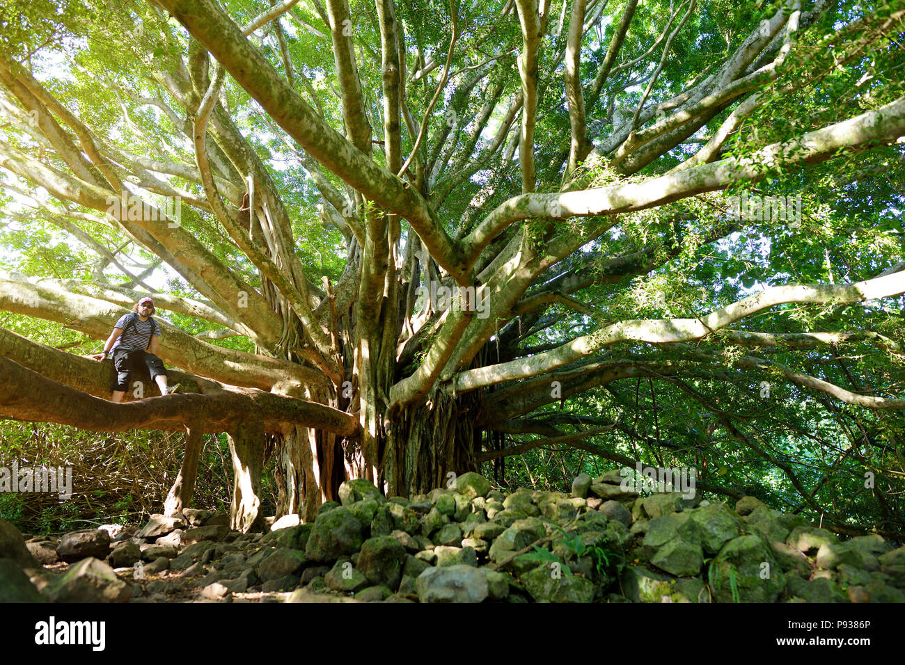 Branches and hanging roots of giant banyan tree growing on famous ...