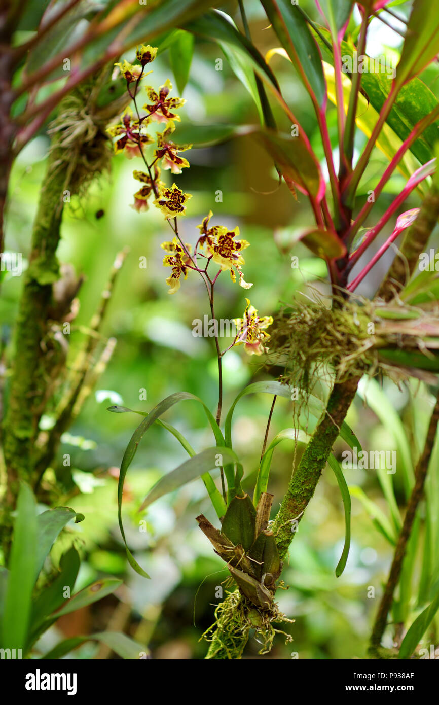 Beautiful orchids in natural environment in Tropical Botanical Garden ...