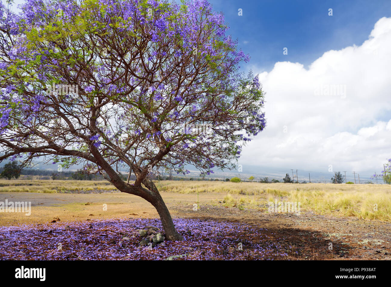 Beautiful purple jacaranda trees flowering along the roads of Maui ...