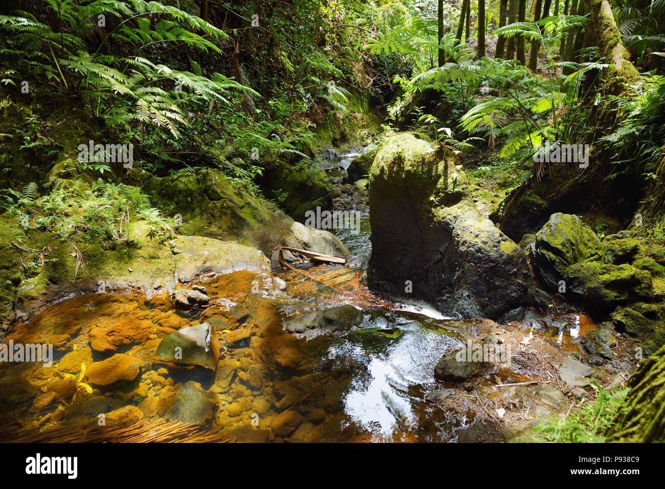 Hawaii oahu island rainforest hi-res stock photography and images - Alamy
