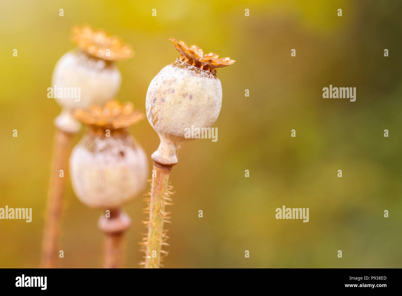 Close up dried poppy heads Stock Photo - Alamy