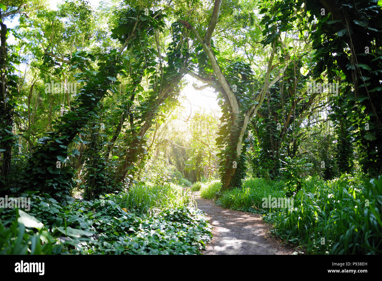 Rank vegetation hi-res stock photography and images - Alamy