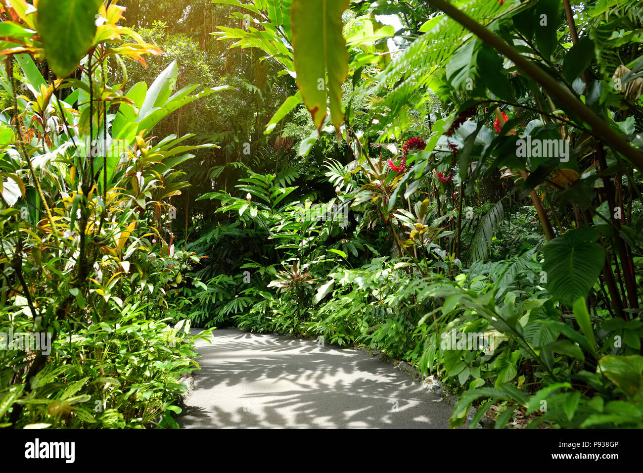 Hawaii oahu island rainforest hi-res stock photography and images - Alamy