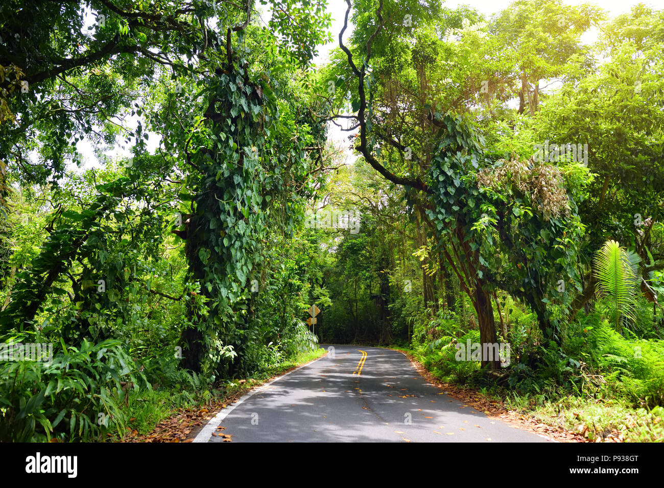 Famous Road to Hana fraught with narrow one-lane bridges, hairpin turns ...