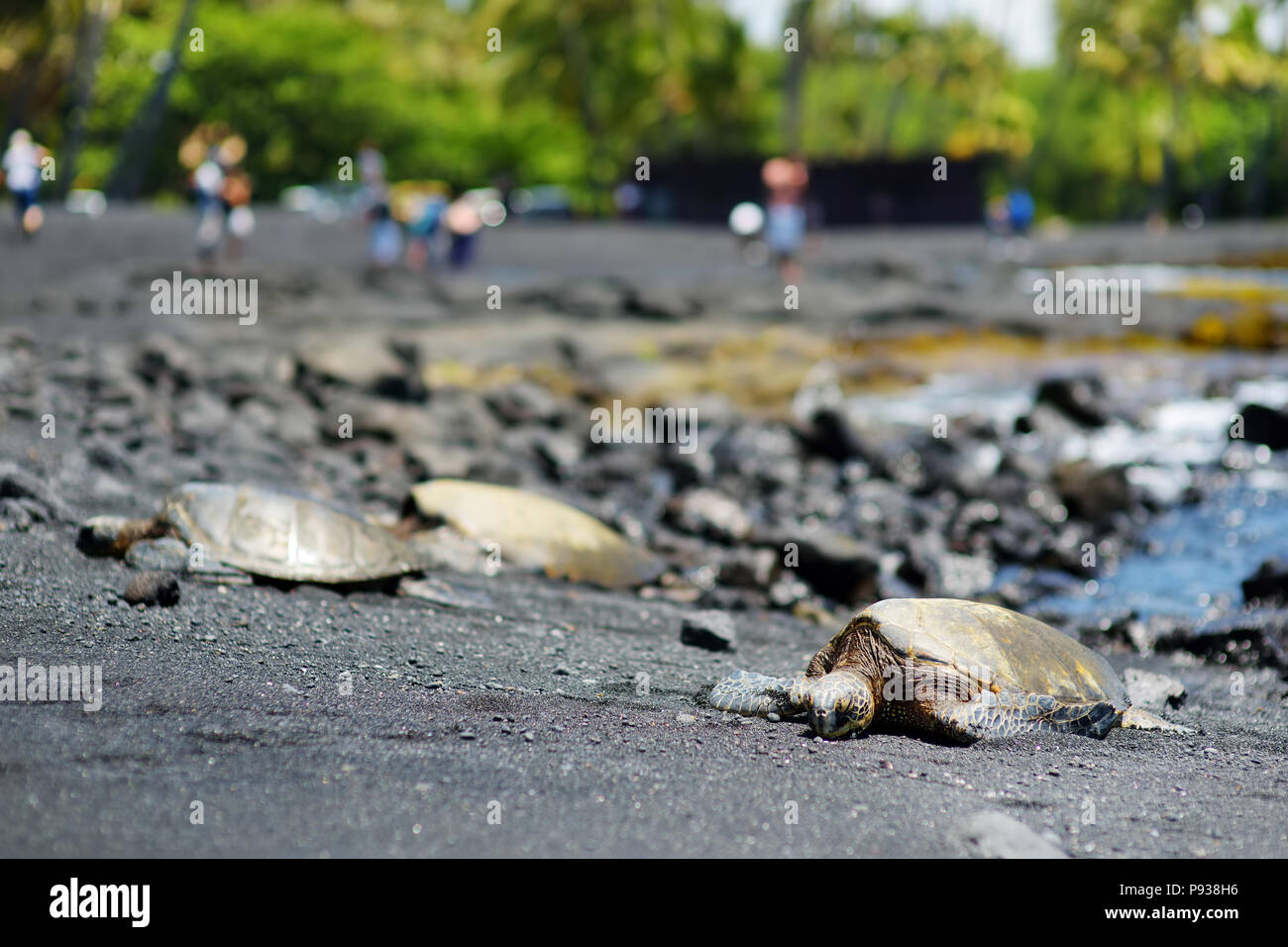 Hawaiian green turtles relaxing at Punaluu Black Sand Beach on the Big ...