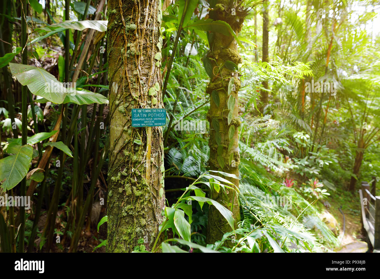 Beautiful vines in natural environment in Tropical Botanical Garden of ...