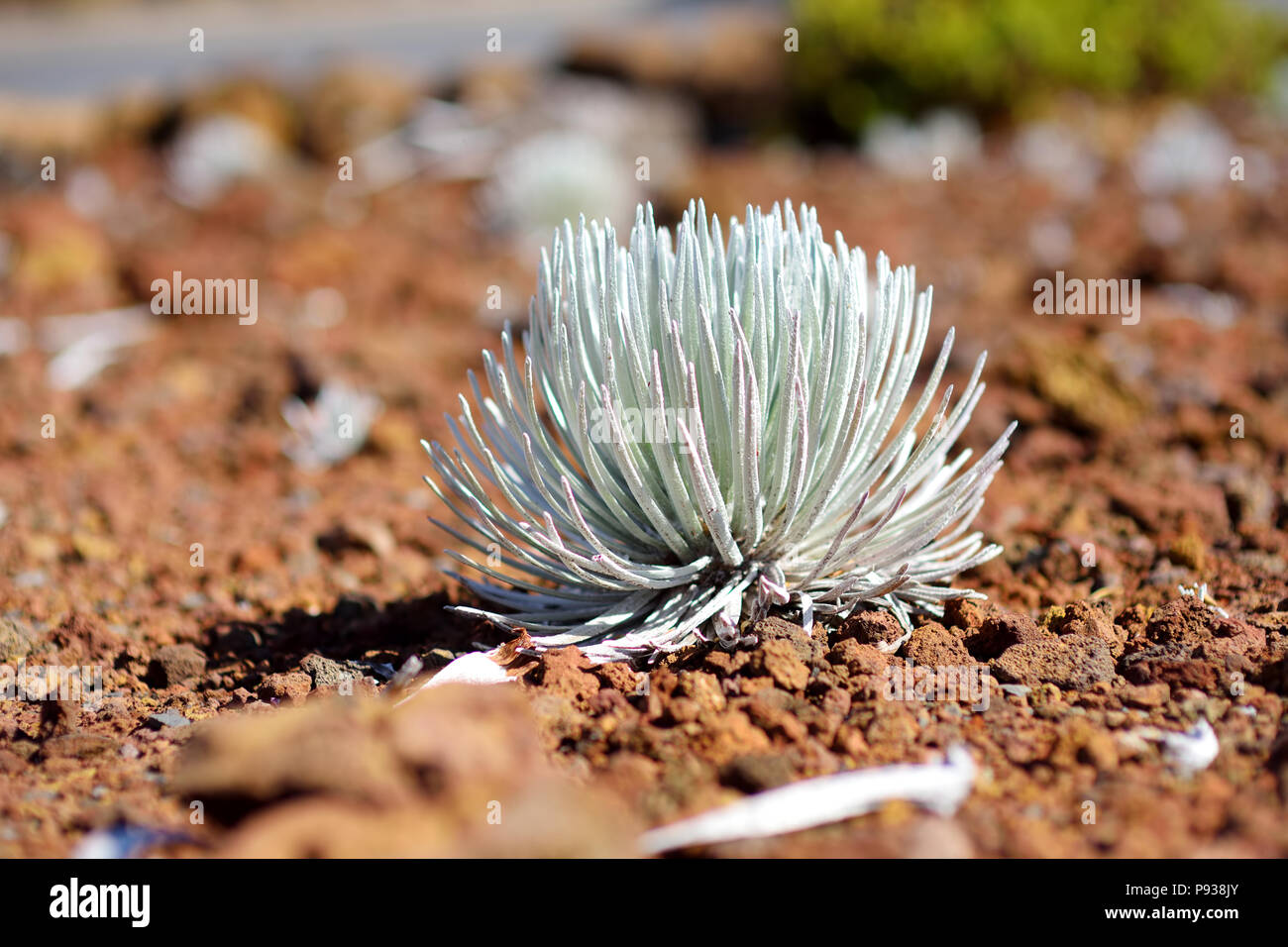 Silver sword plant maui hi-res stock photography and images - Alamy