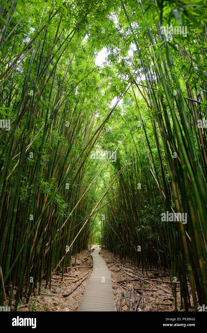 Path through dense bamboo forest, leading to famous Waimoku Falls. Popular Pipiwai trail in ...