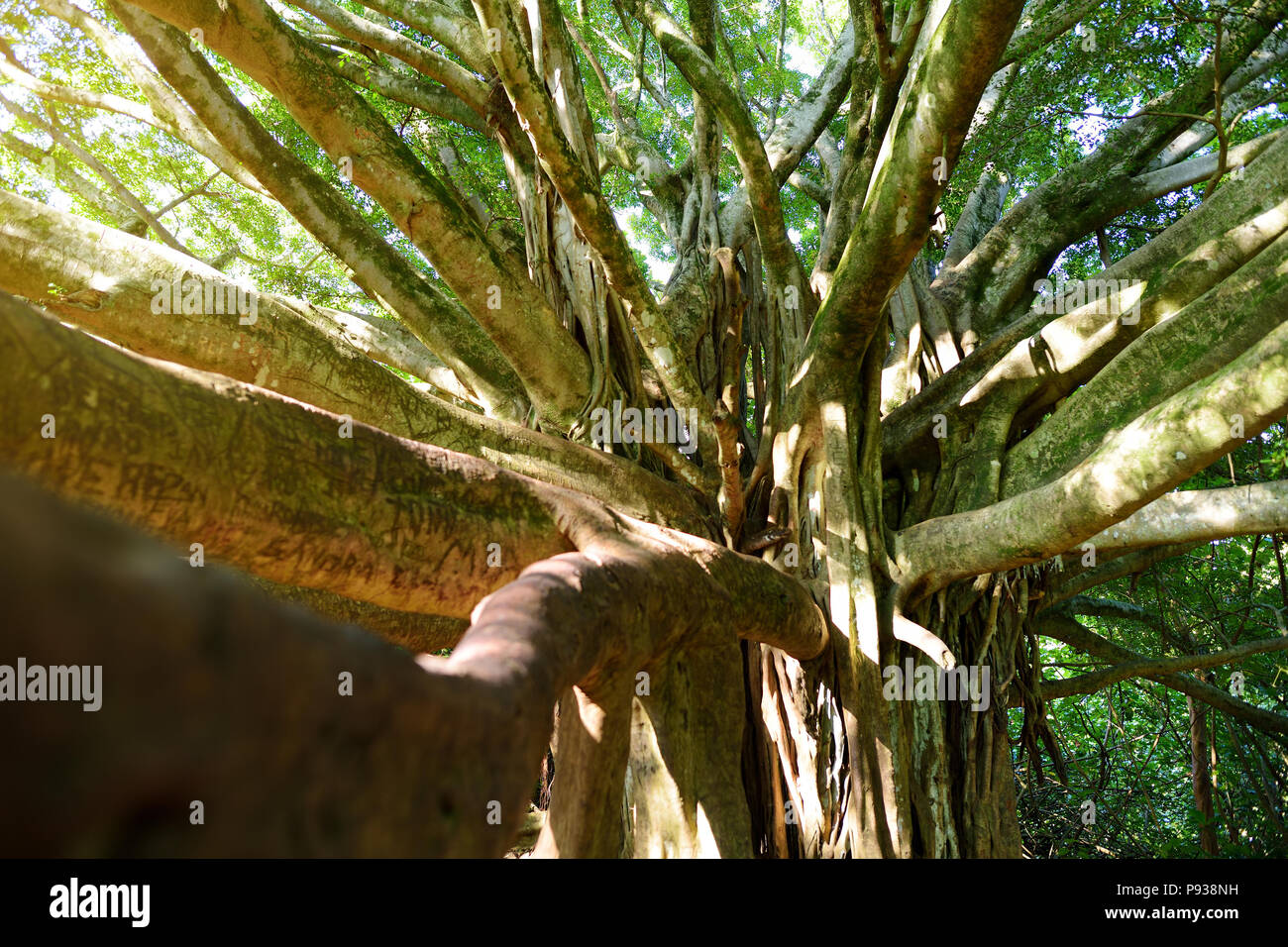 Branches and hanging roots of giant banyan tree growing on famous ...