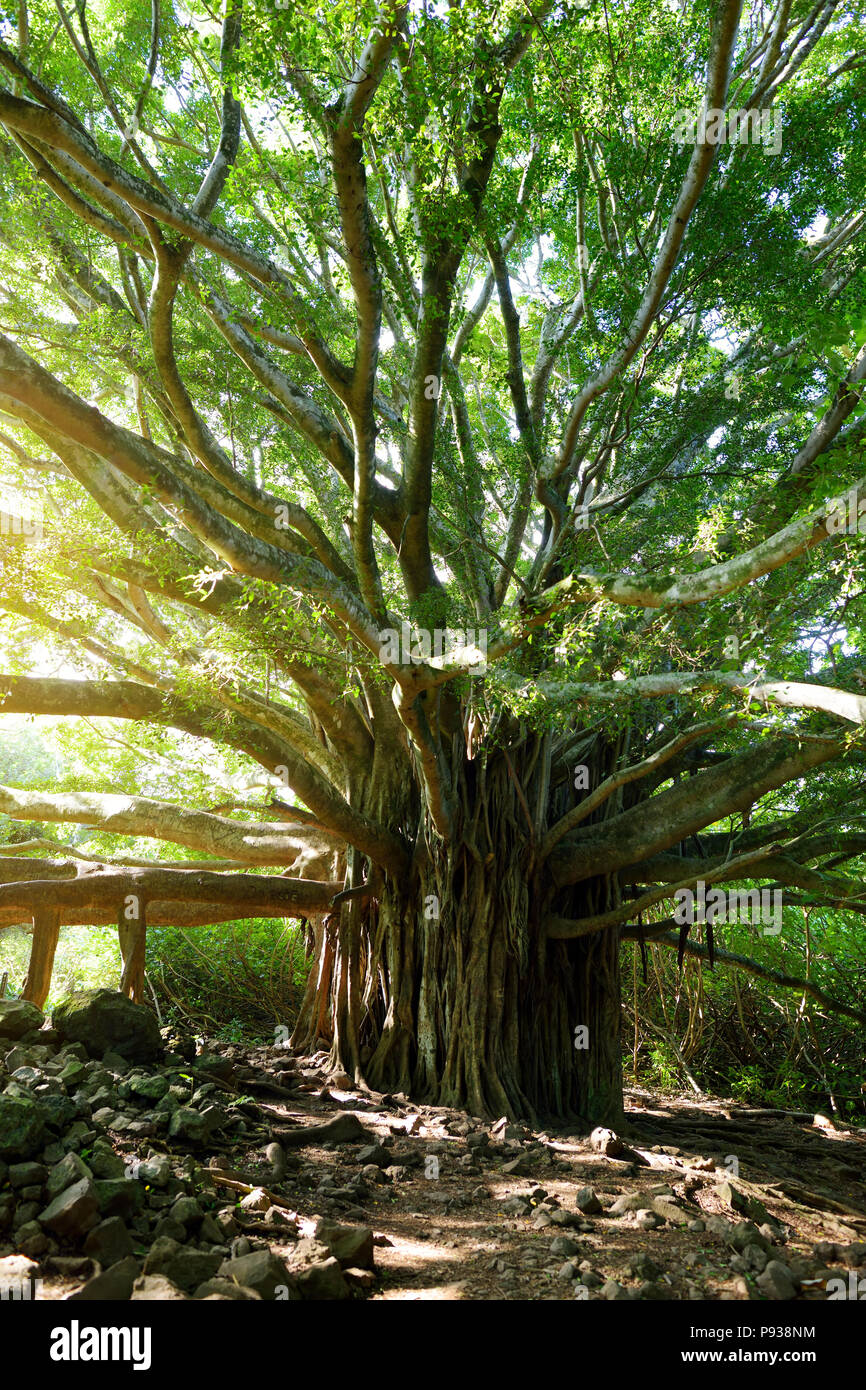 Branches and hanging roots of giant banyan tree growing on famous ...