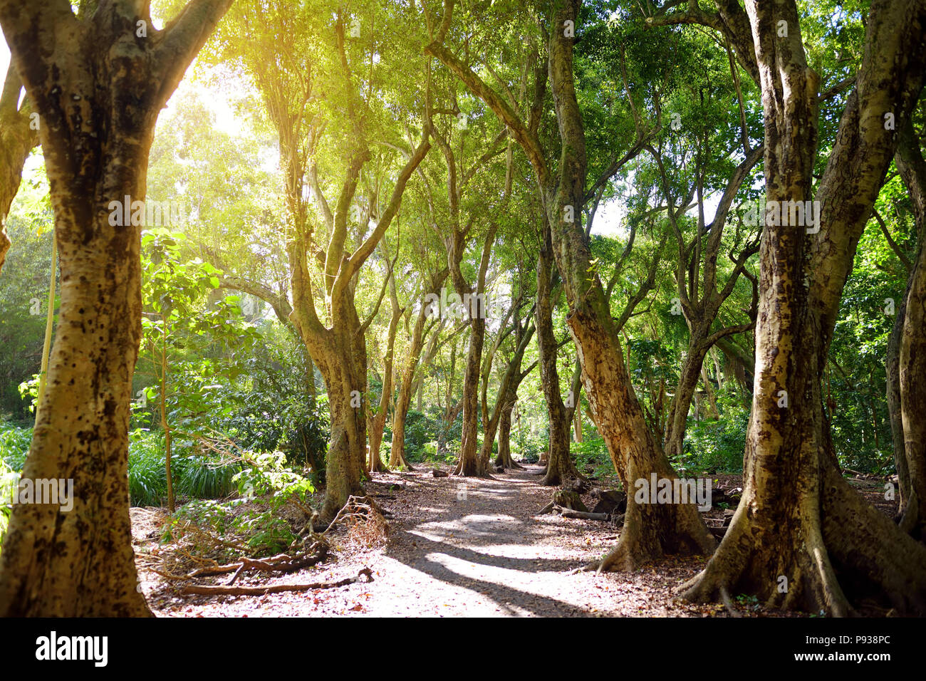 Rank vegetation hi-res stock photography and images - Alamy