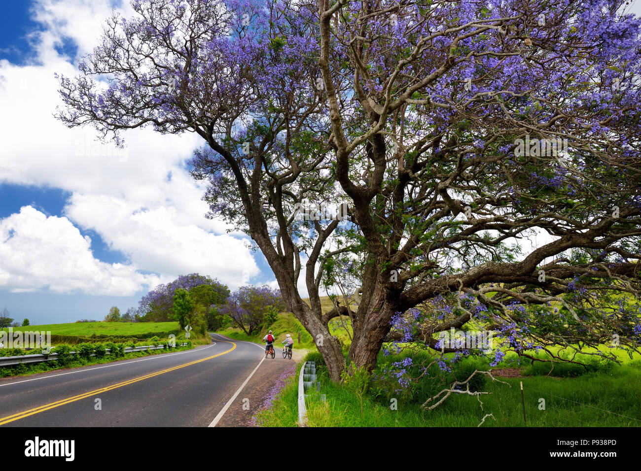 Beautiful purple jacaranda trees flowering along the roads of Maui ...