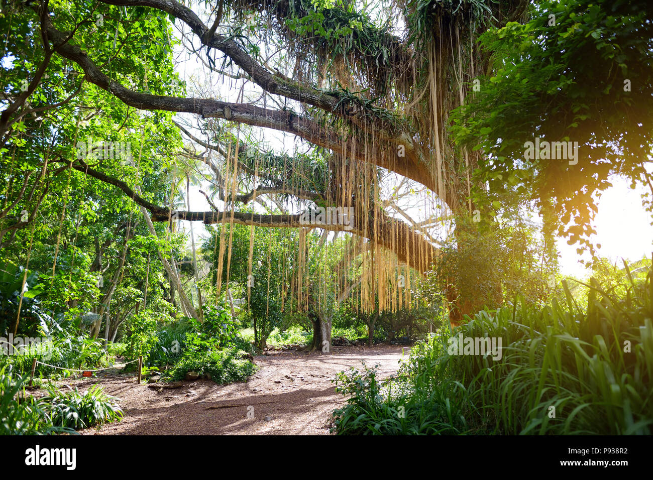 Rank vegetation hi-res stock photography and images - Alamy