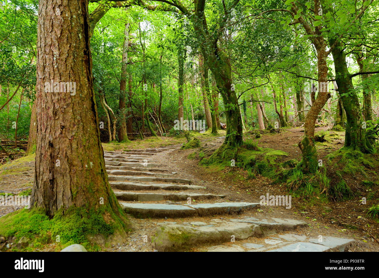 Irish Woodland Woodlands Ireland Stock Photos & Irish Woodland ...