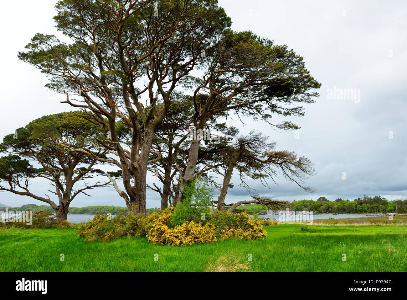 Gorse bush tree hi-res stock photography and images - Alamy