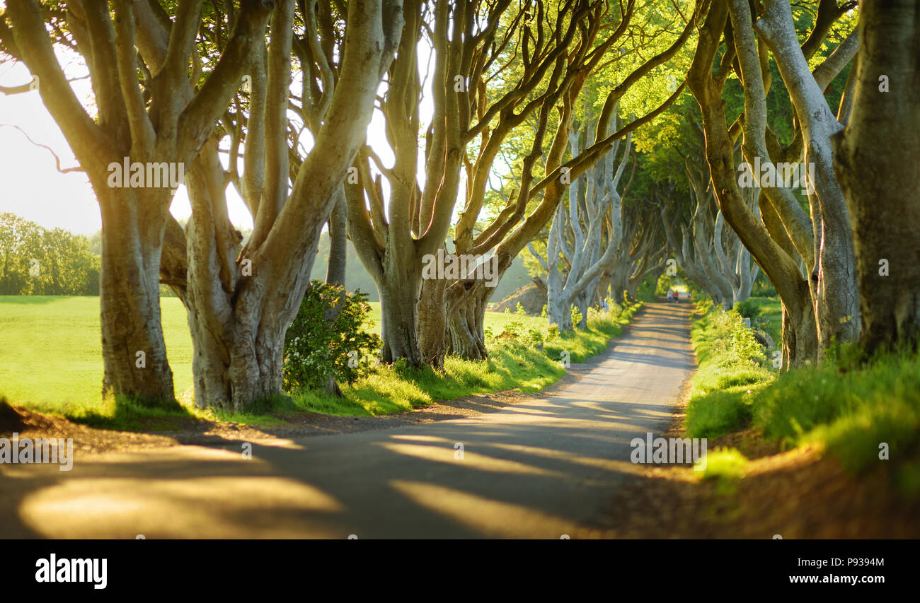 The Dark Hedges, an avenue of beech trees along Bregagh Road in County ...