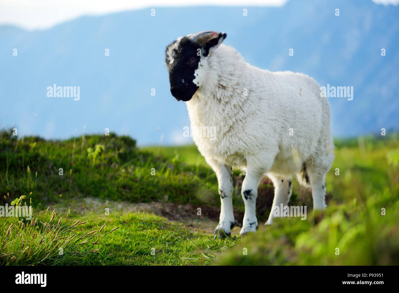Sheep marked with colorful dye grazing in green pastures. Adult sheep ...