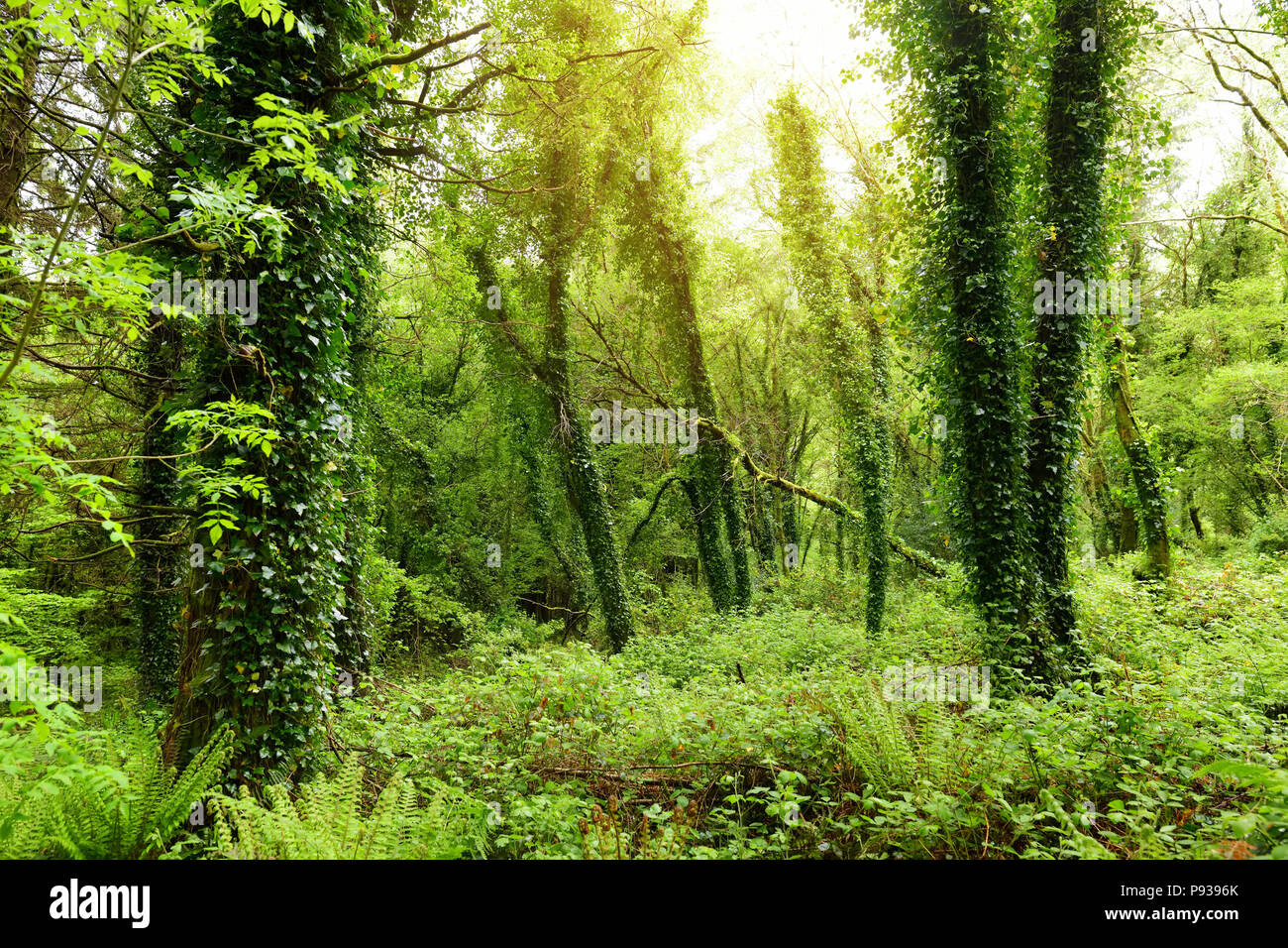 Massive pine trees with ivy growing on their trunks. Impressive green ...
