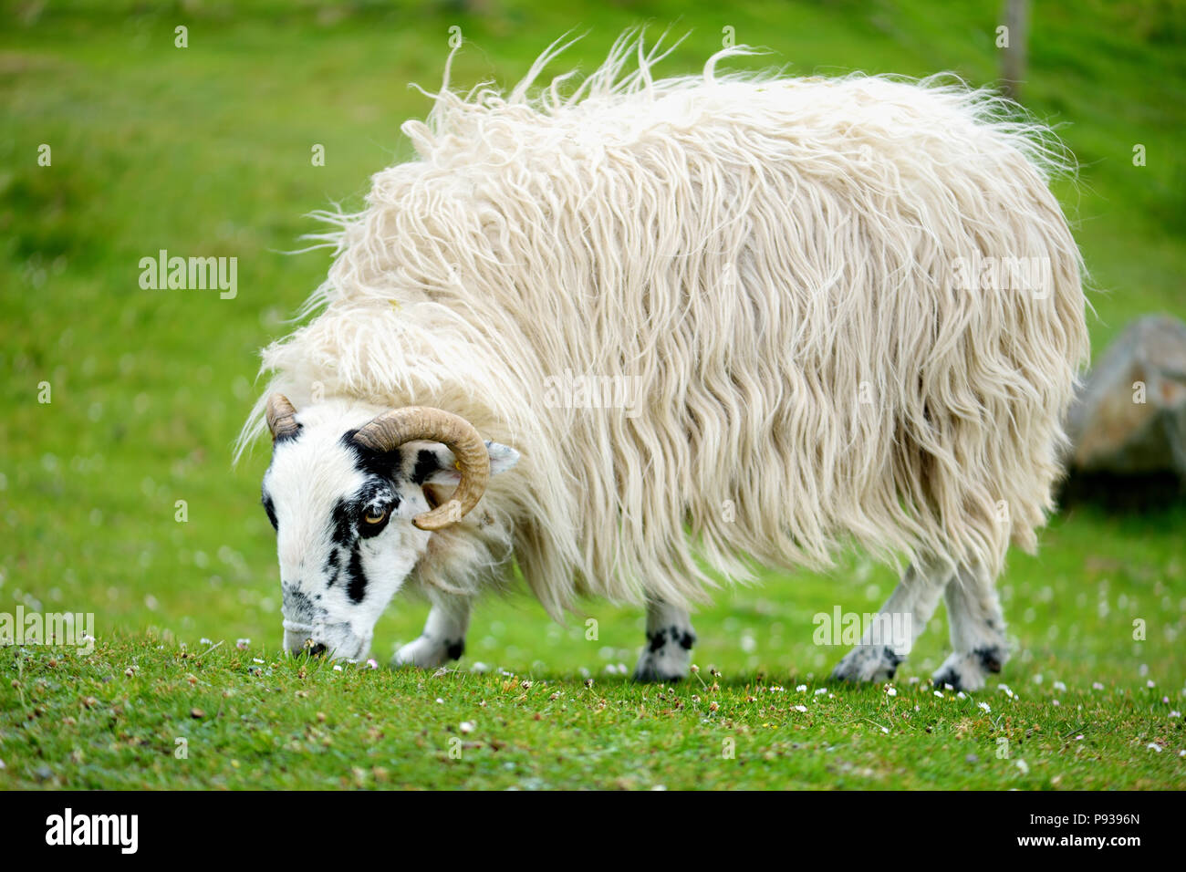 Sheep marked with colorful dye grazing in green pastures. Adult sheep ...