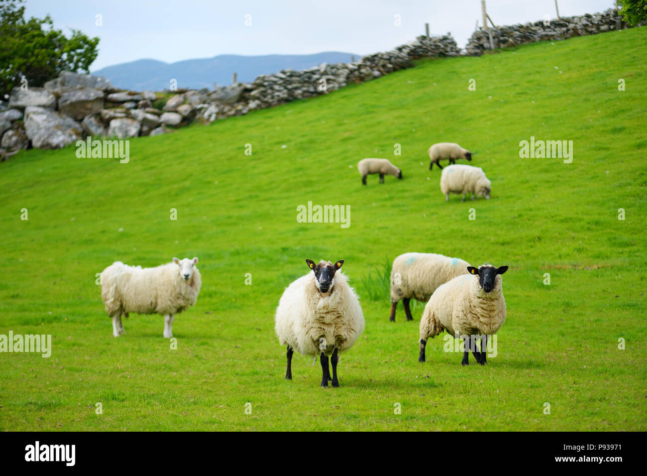 Sheep with dye hi-res stock photography and images - Alamy