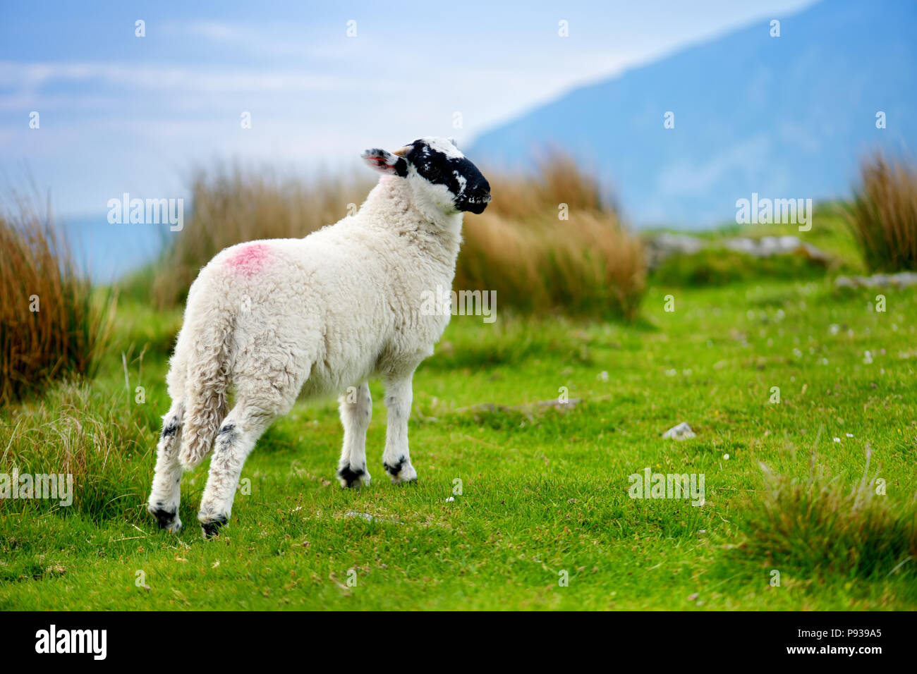 Green pastures sheep hi-res stock photography and images - Alamy