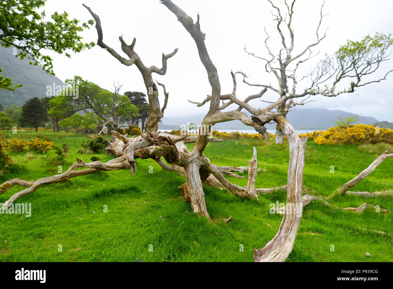 Gorse bush tree hi-res stock photography and images - Alamy