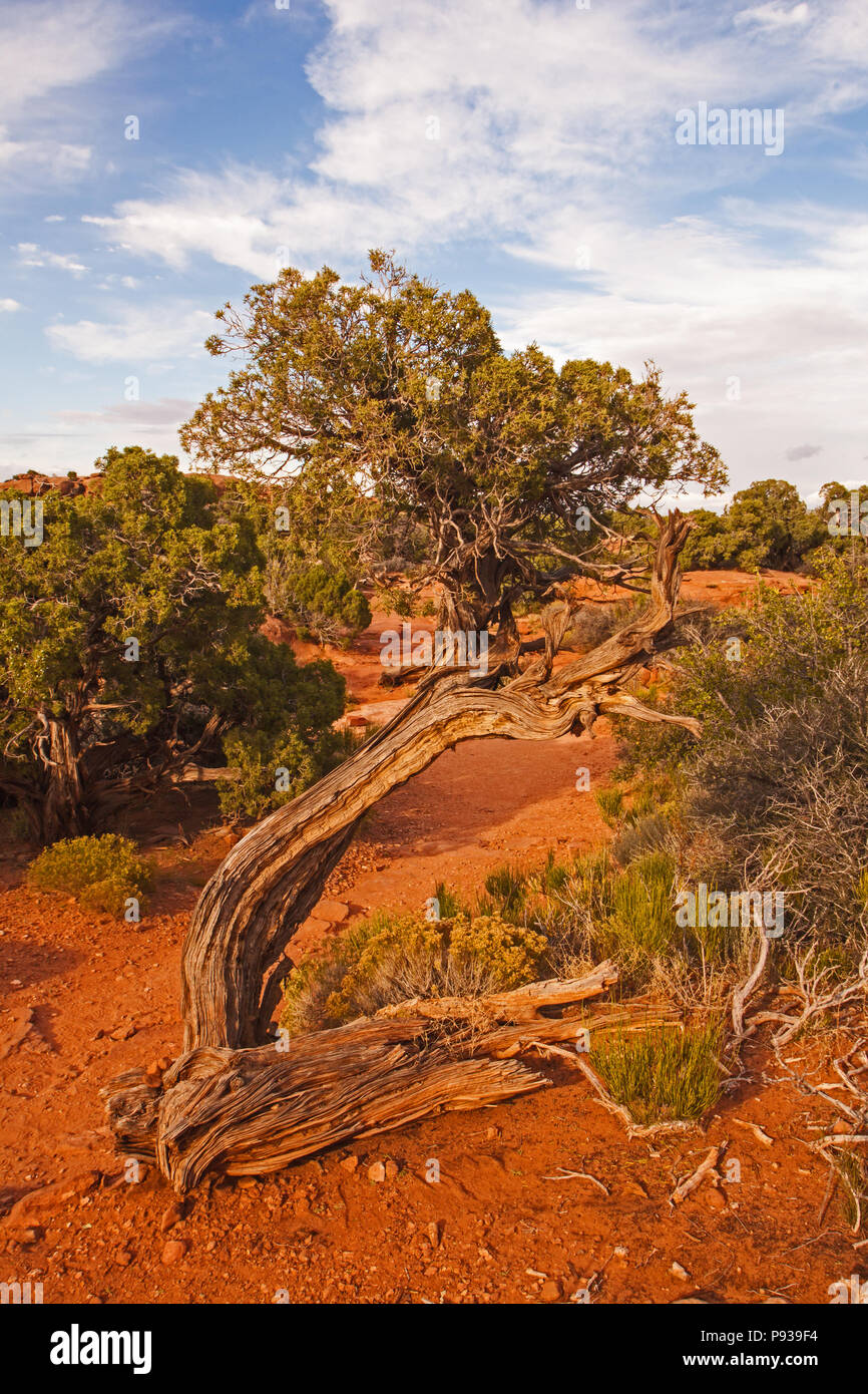 Juniper tree canyon moab utah hi-res stock photography and images - Alamy