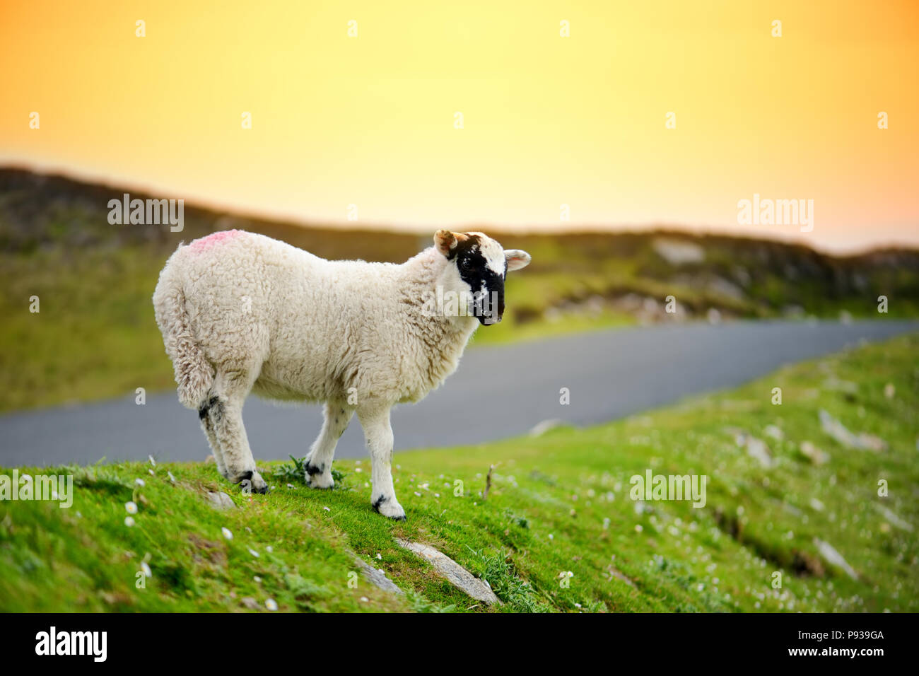 Sheep marked with colorful dye grazing in green pastures. Adult sheep ...