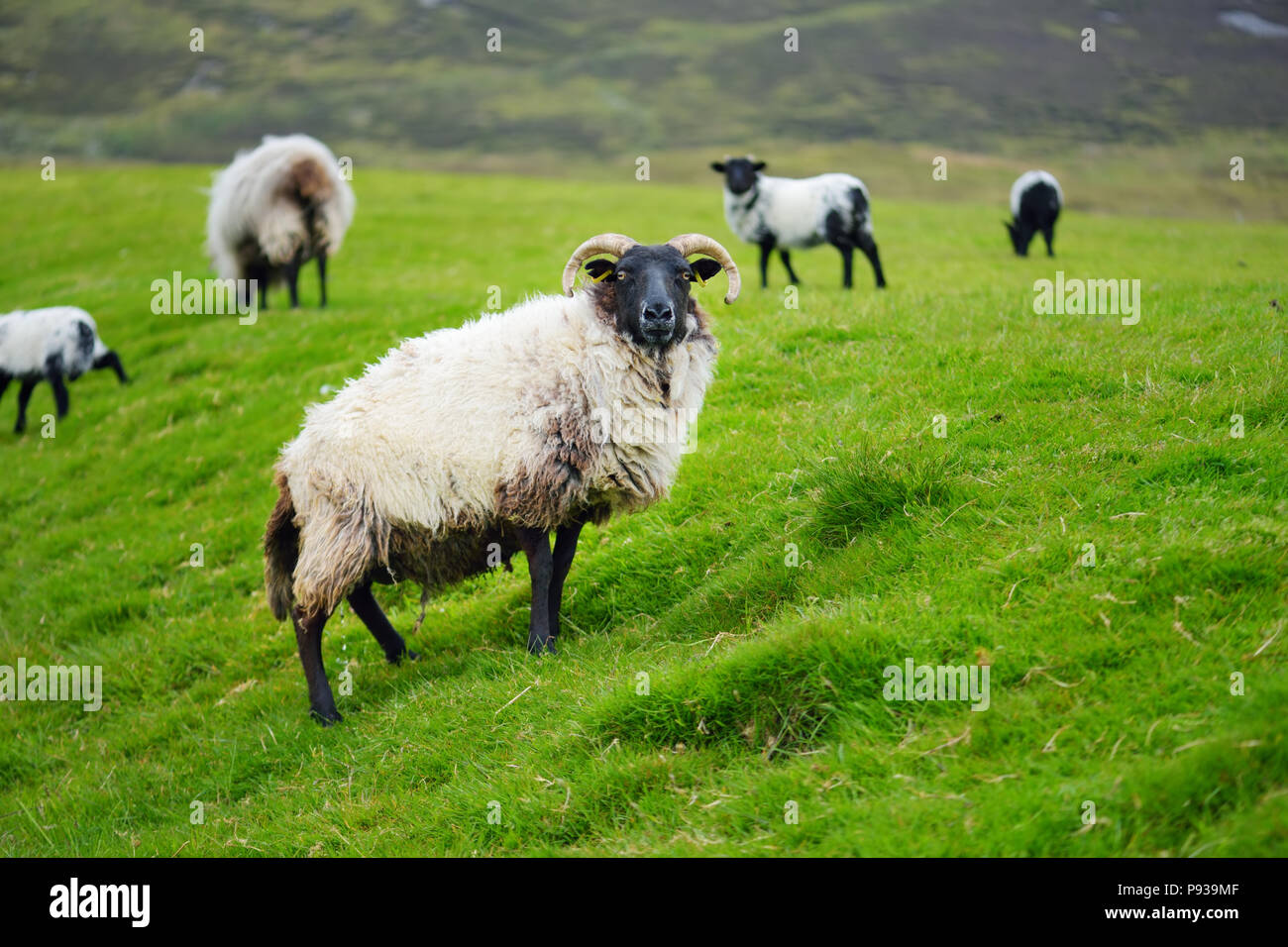 Sheep dye hi-res stock photography and images - Alamy