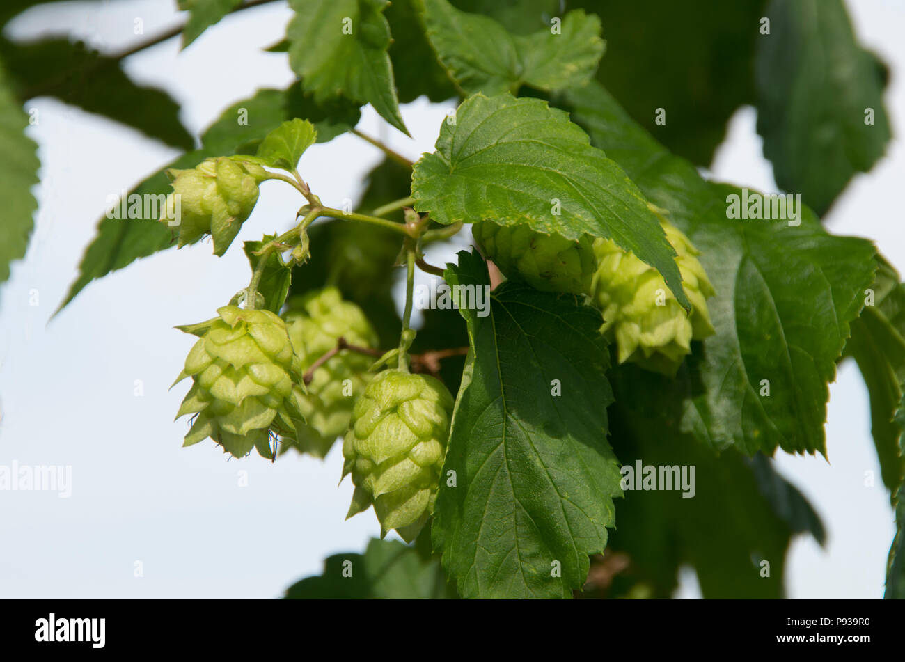 Hops hanging on the vine ready for harvesting Stock Photo - Alamy