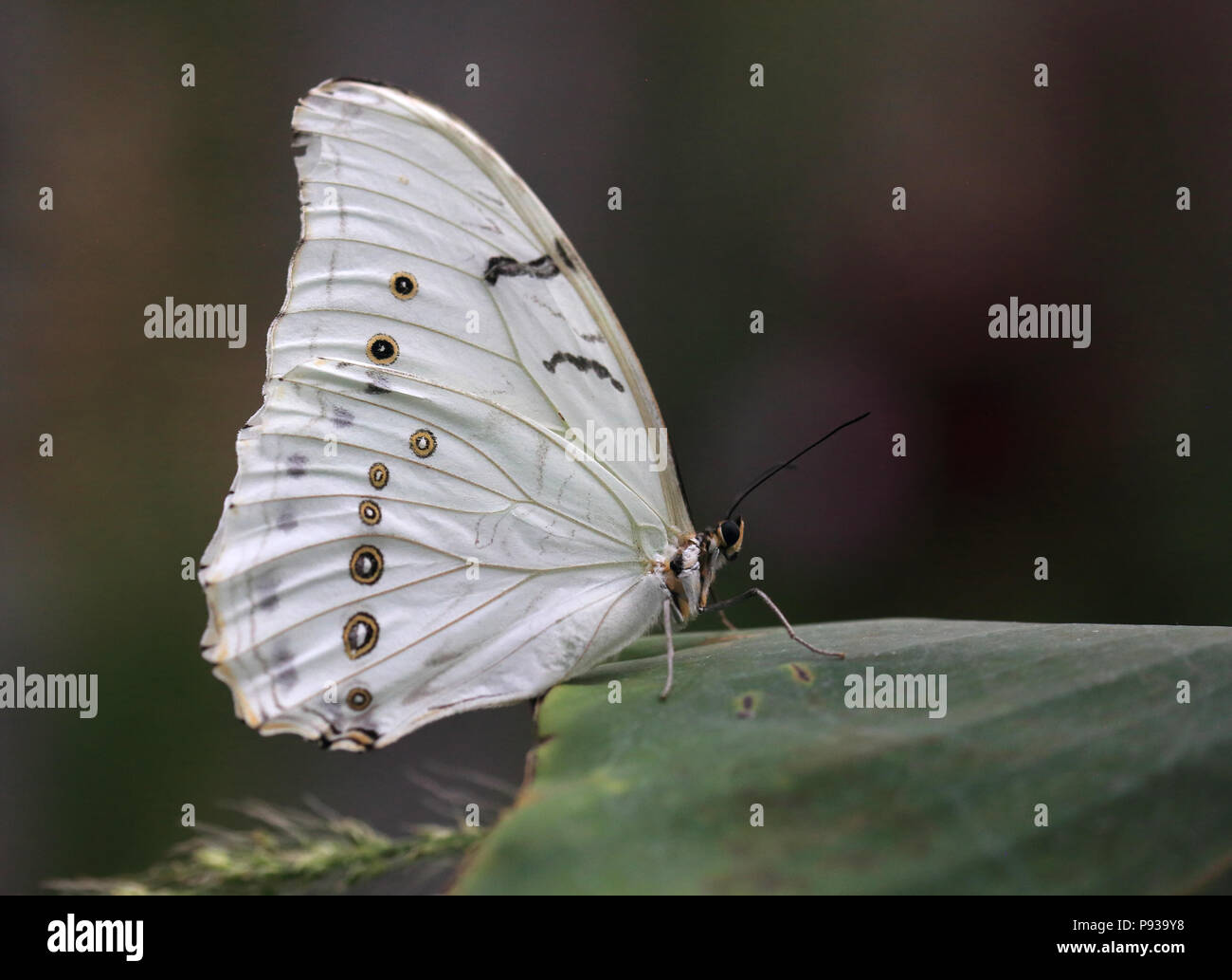 White Morpho Butterfly (Morpho Polyphemus), native to Mexico and ...
