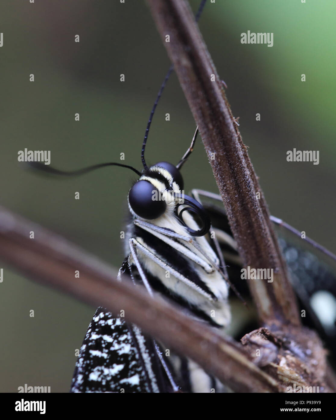 Large tree nymph butterfly (Idea leuconoe Stock Photo - Alamy